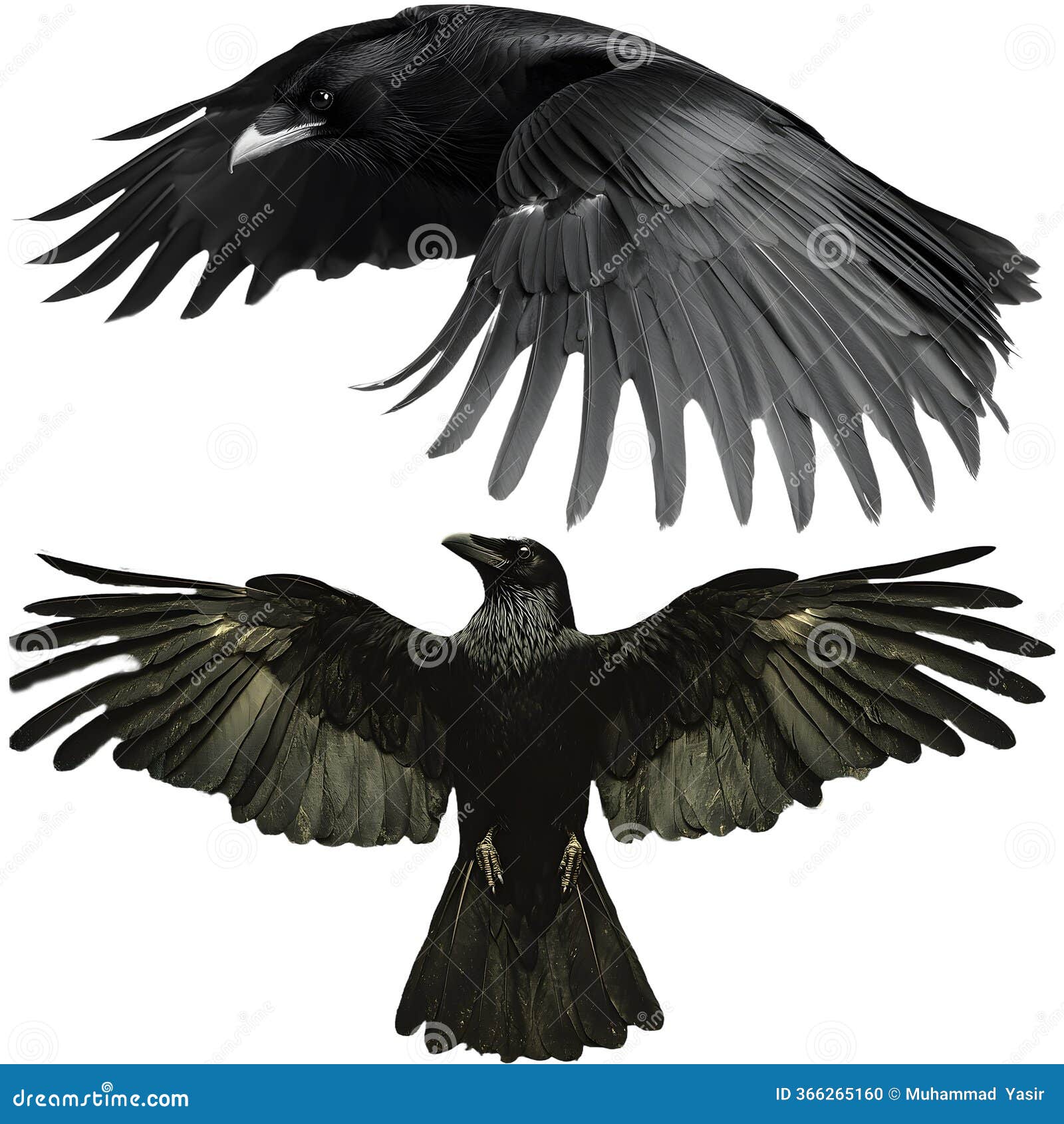 Carrion-crow One Line Art. Continuous Line Drawing Of Halloween Theme ...