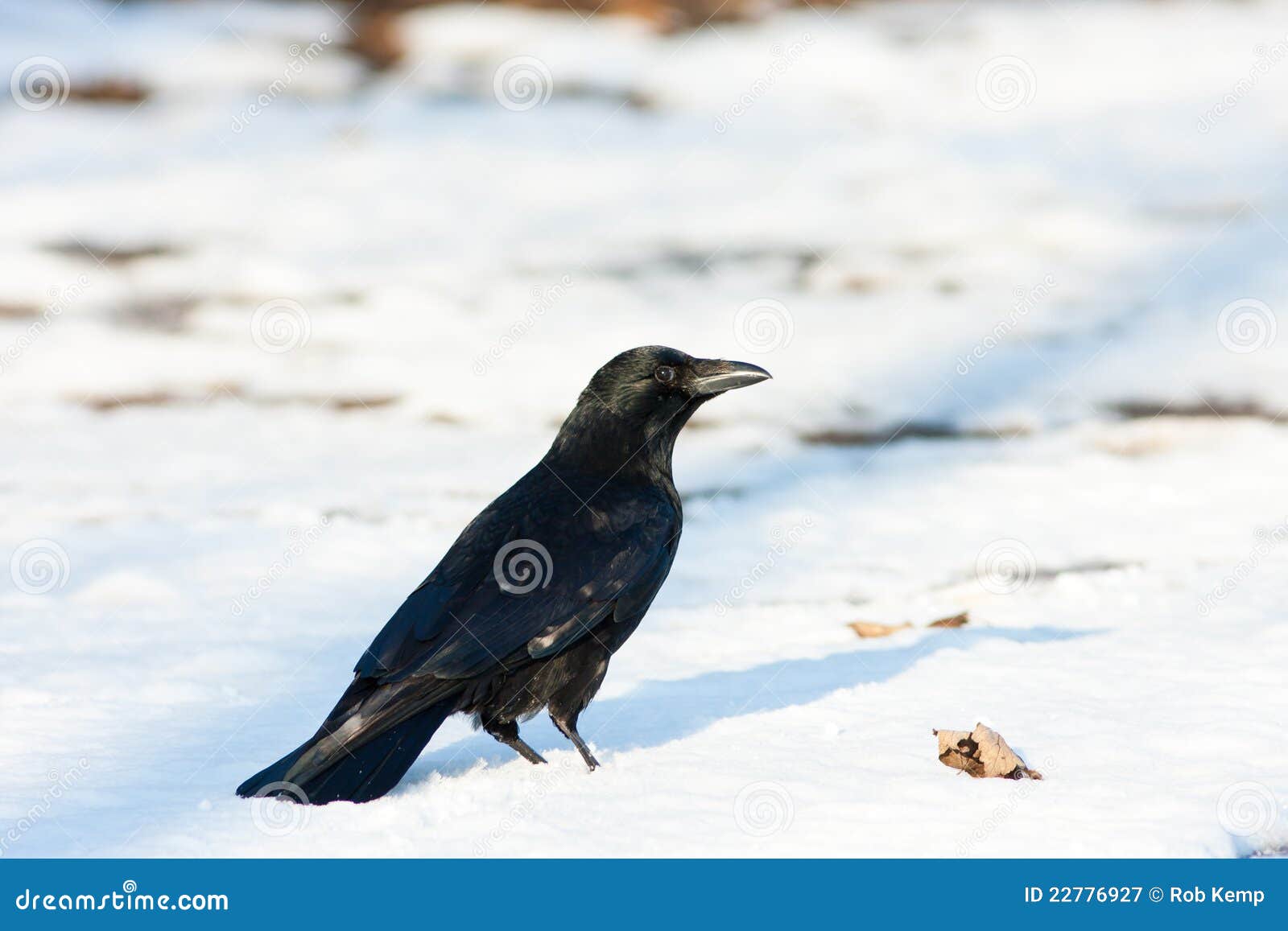 1,356 Crow Profile Photos - Free & Royalty-Free Stock Photos from ...