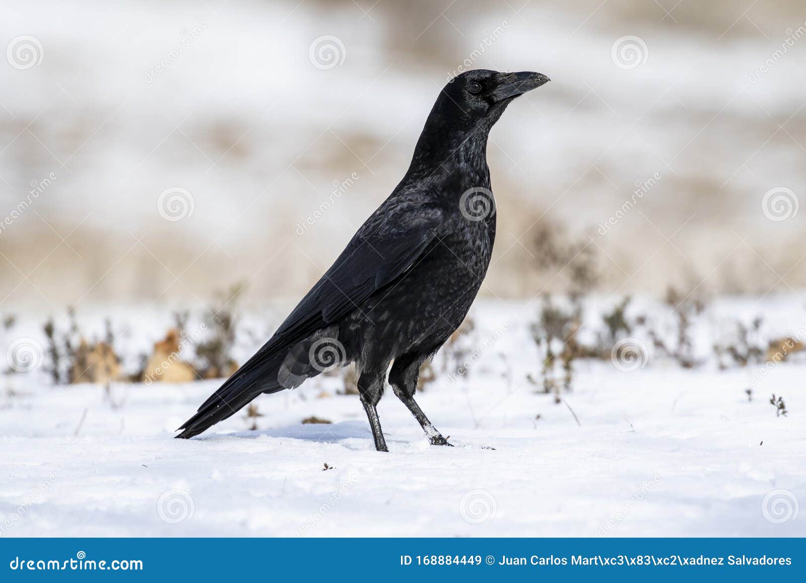 Carrion Crows Corvus Corone Perched in the Snow. Leon, Spain Stock ...