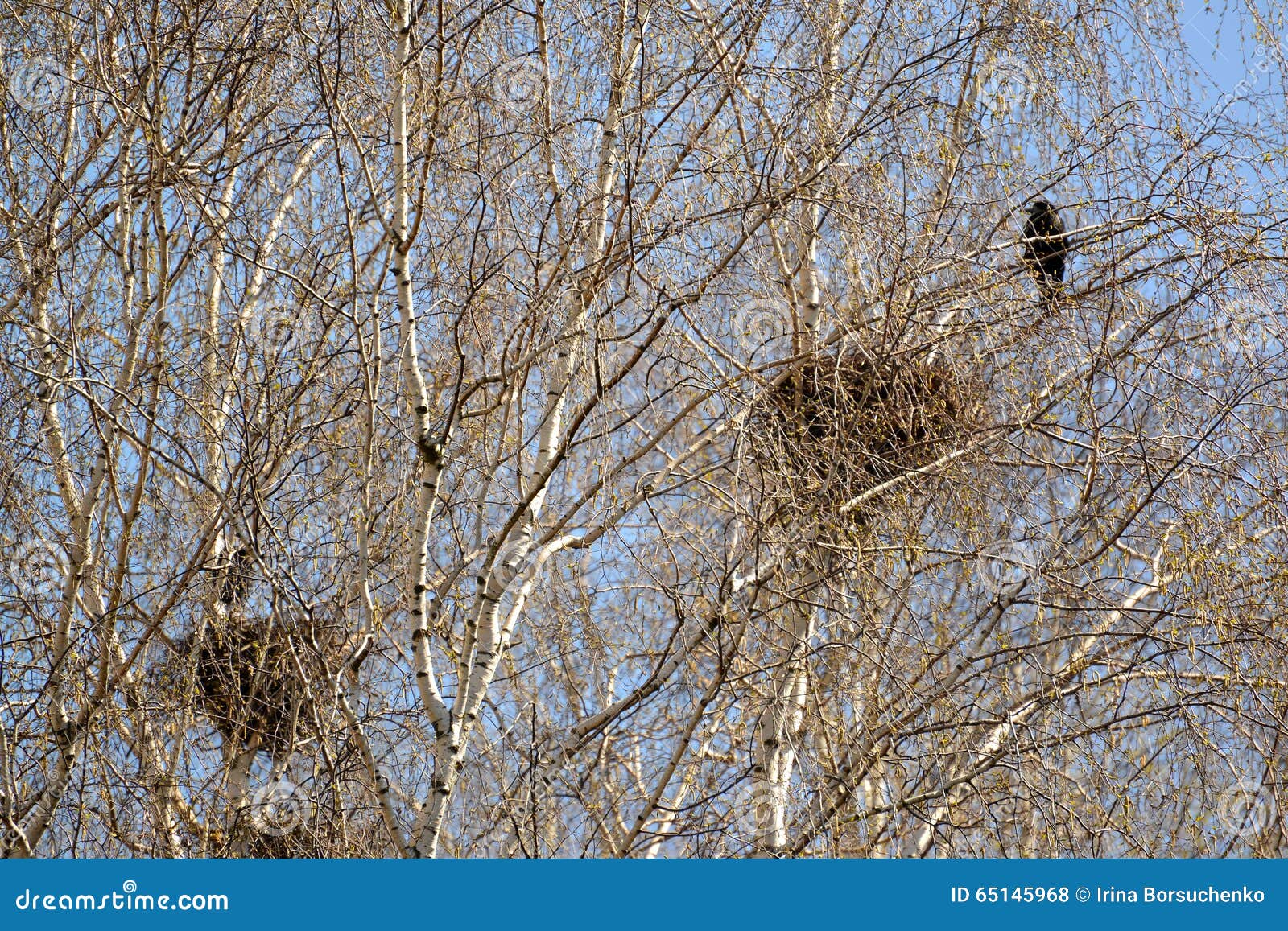 Carrion Crows of a Nest on Branches of Young Birches Stock Photo ...