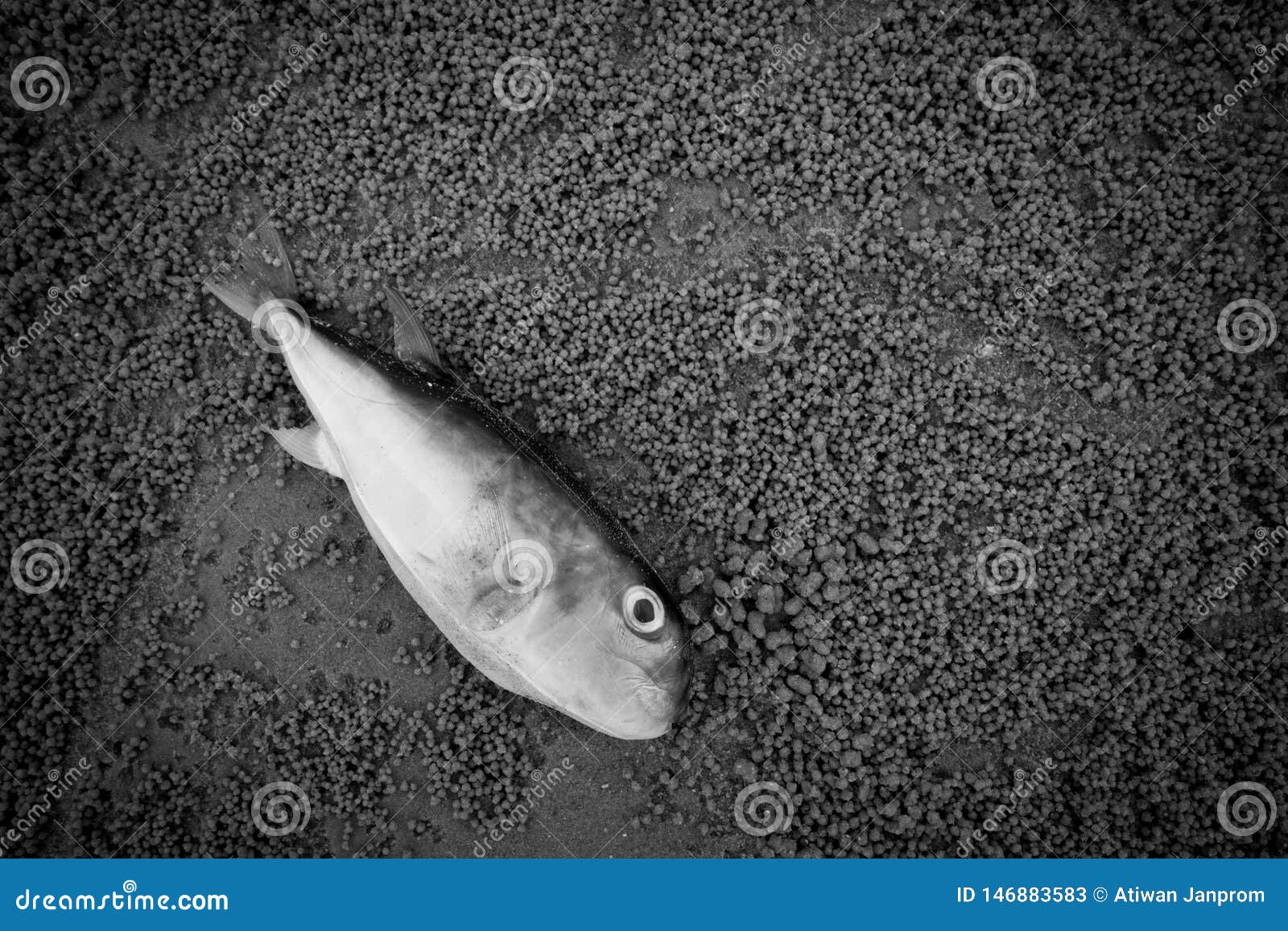 Carrion of Fish on the Seashore Stock Image - Image of life, fish ...