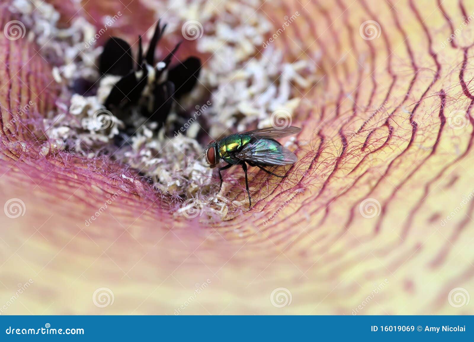 Rotten Meat Stock Photo | CartoonDealer.com #37078482