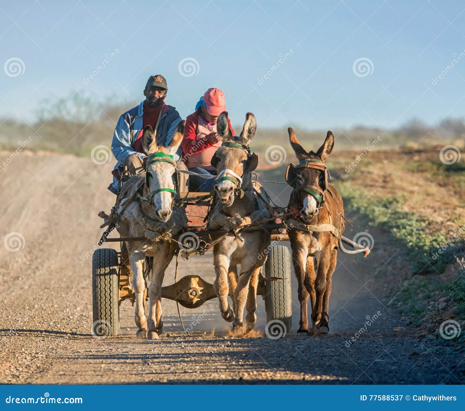 Carro de burro fotografía editorial. Imagen de rural - 77588537