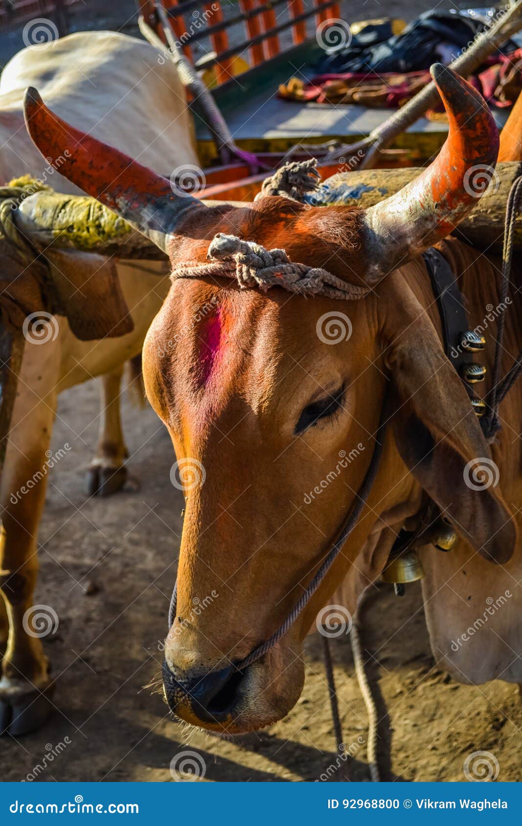 Carro de la vaca foto de archivo. Imagen de ganado, buey - 92968800