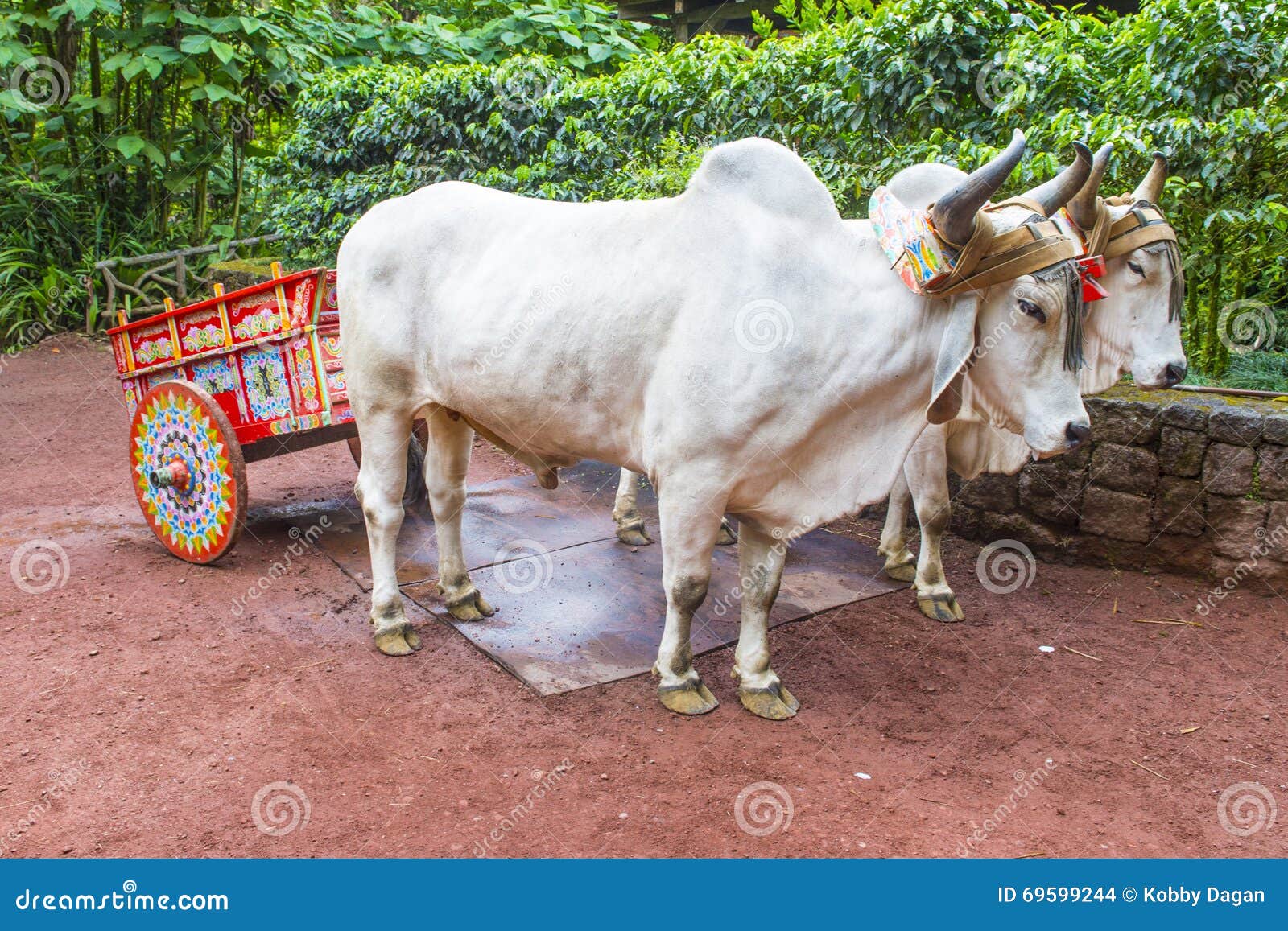 Carro Del Buey De Costa Rican Foto de archivo - Imagen de aldea, toro ...