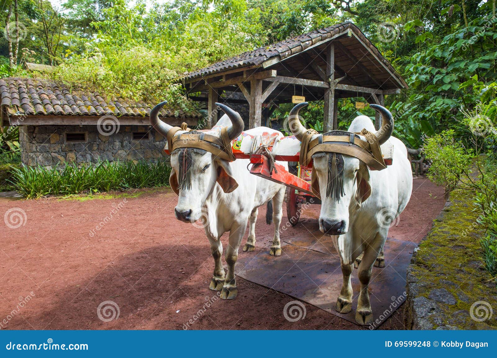 Carro Del Buey De Costa Rican Foto de archivo - Imagen de animal ...