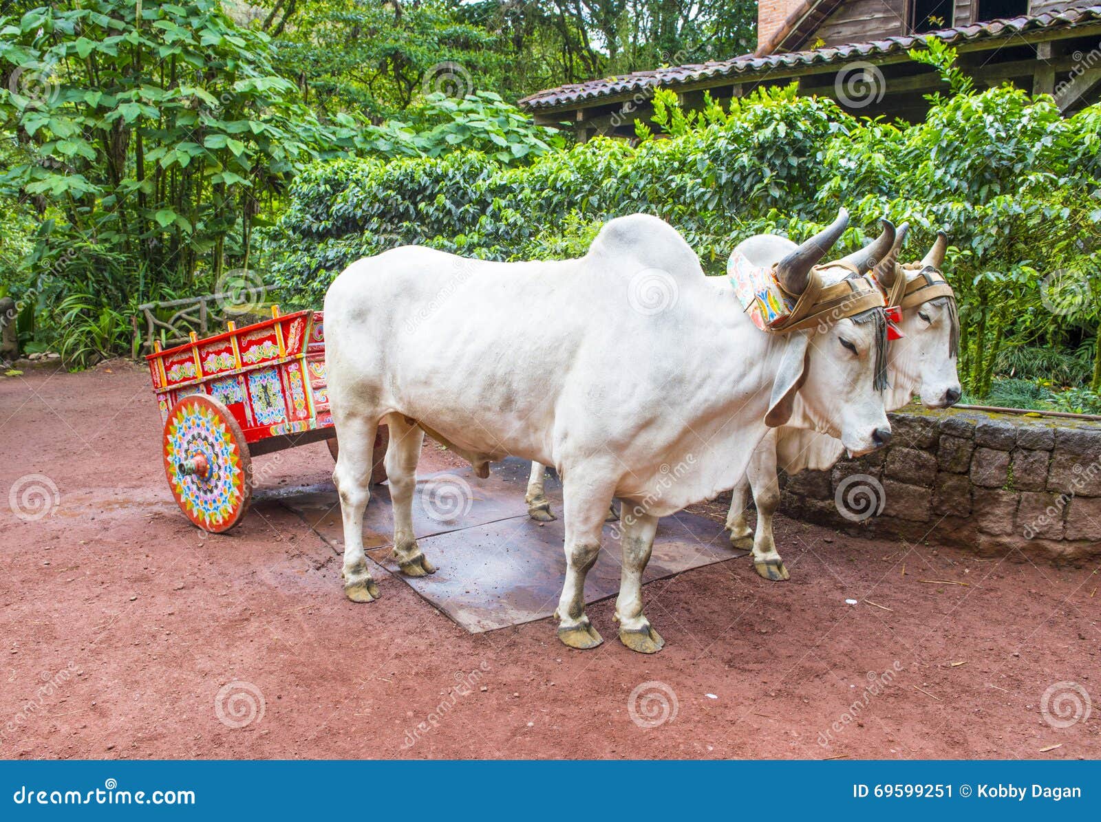 Carro Del Buey De Costa Rican Imagen de archivo - Imagen de rancho ...