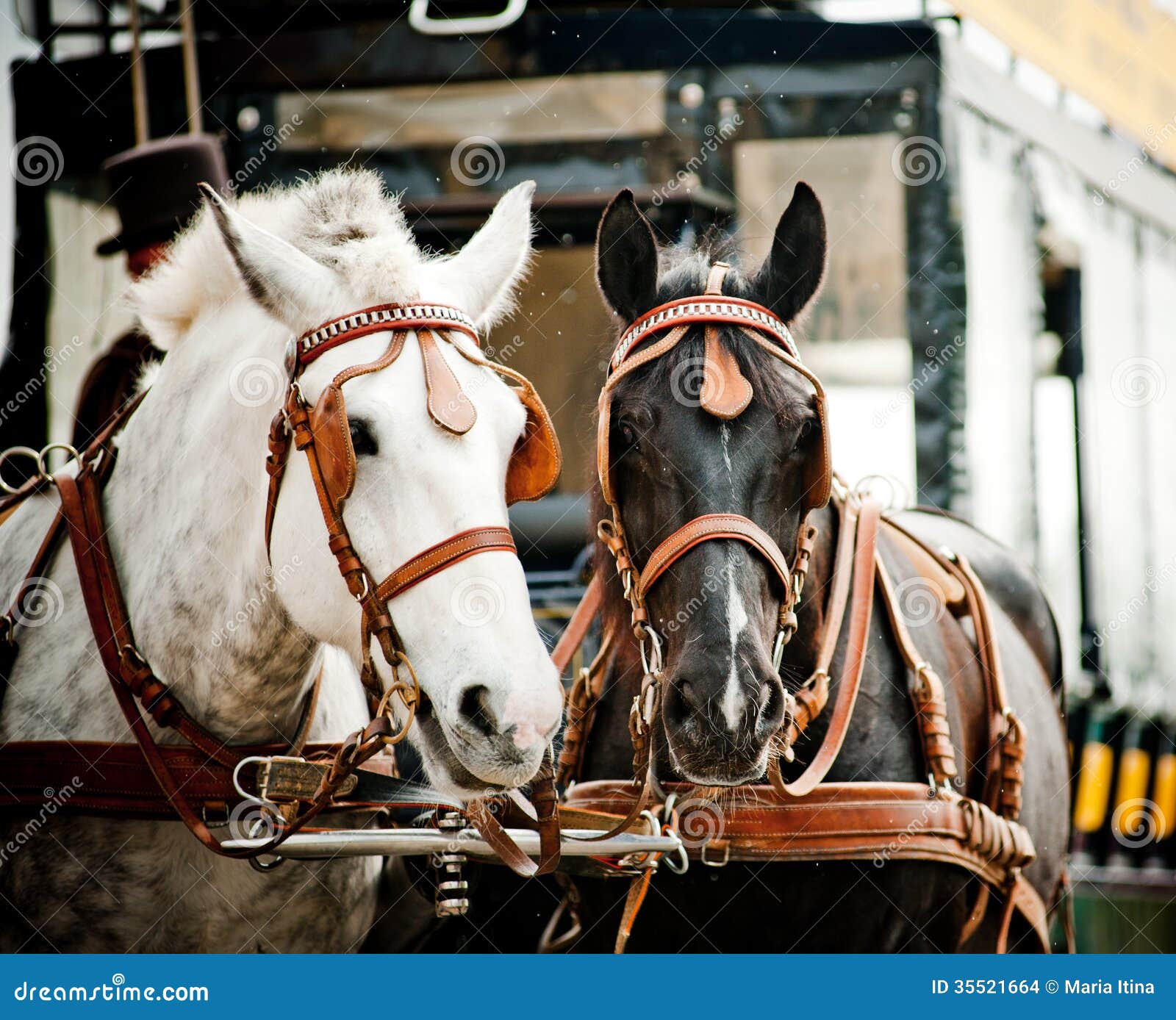 Carro Del Caballo En Ciudad Foto de archivo - Imagen de cultura, retro ...