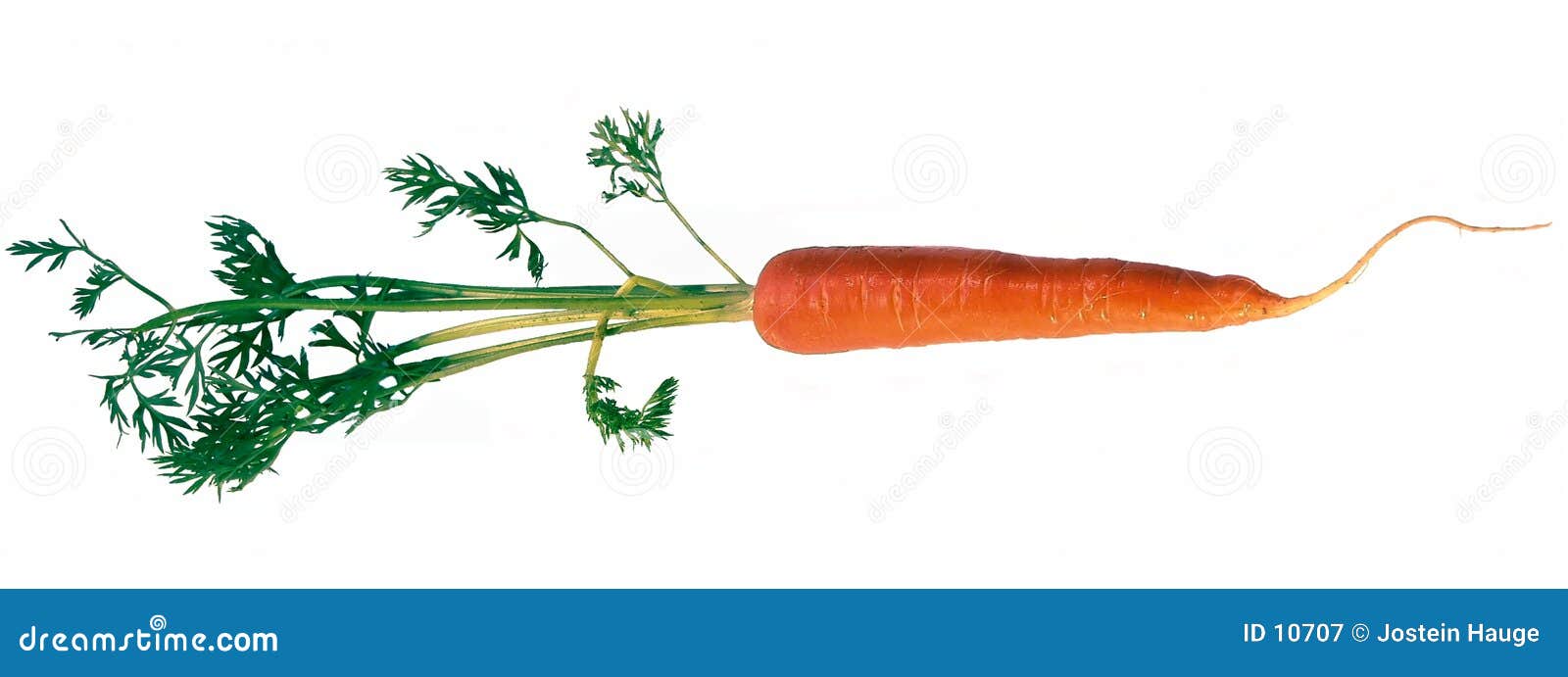 Carrot stock image. Image of roots, vitamine, ingredients - 10707