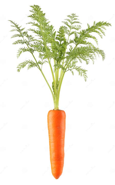 Carrot stock photo. Image of nutrition, produce, ingredient - 13388368