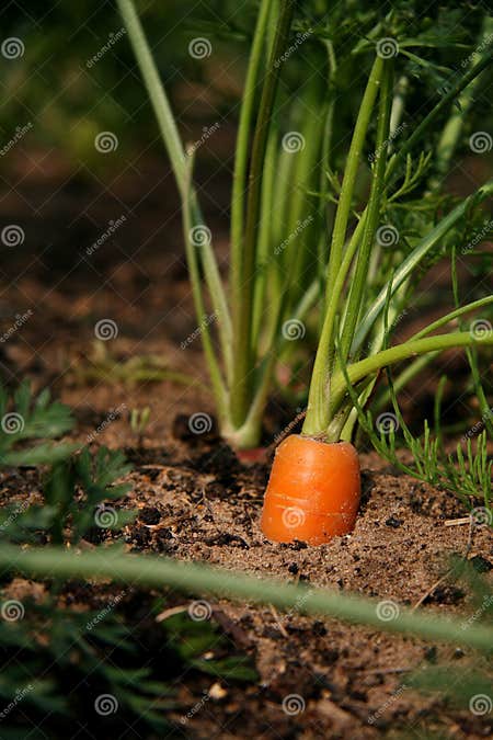 Carrot stock photo. Image of gardening, garden, farm - 15656160