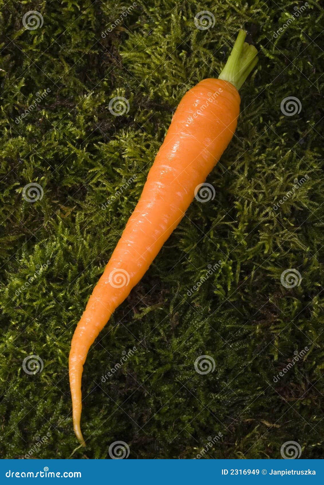 Carrot stock image. Image of figure, diet, healthy, colour - 2316949