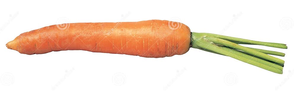 Carrot stock image. Image of delicious, carrot, vegetable - 58733