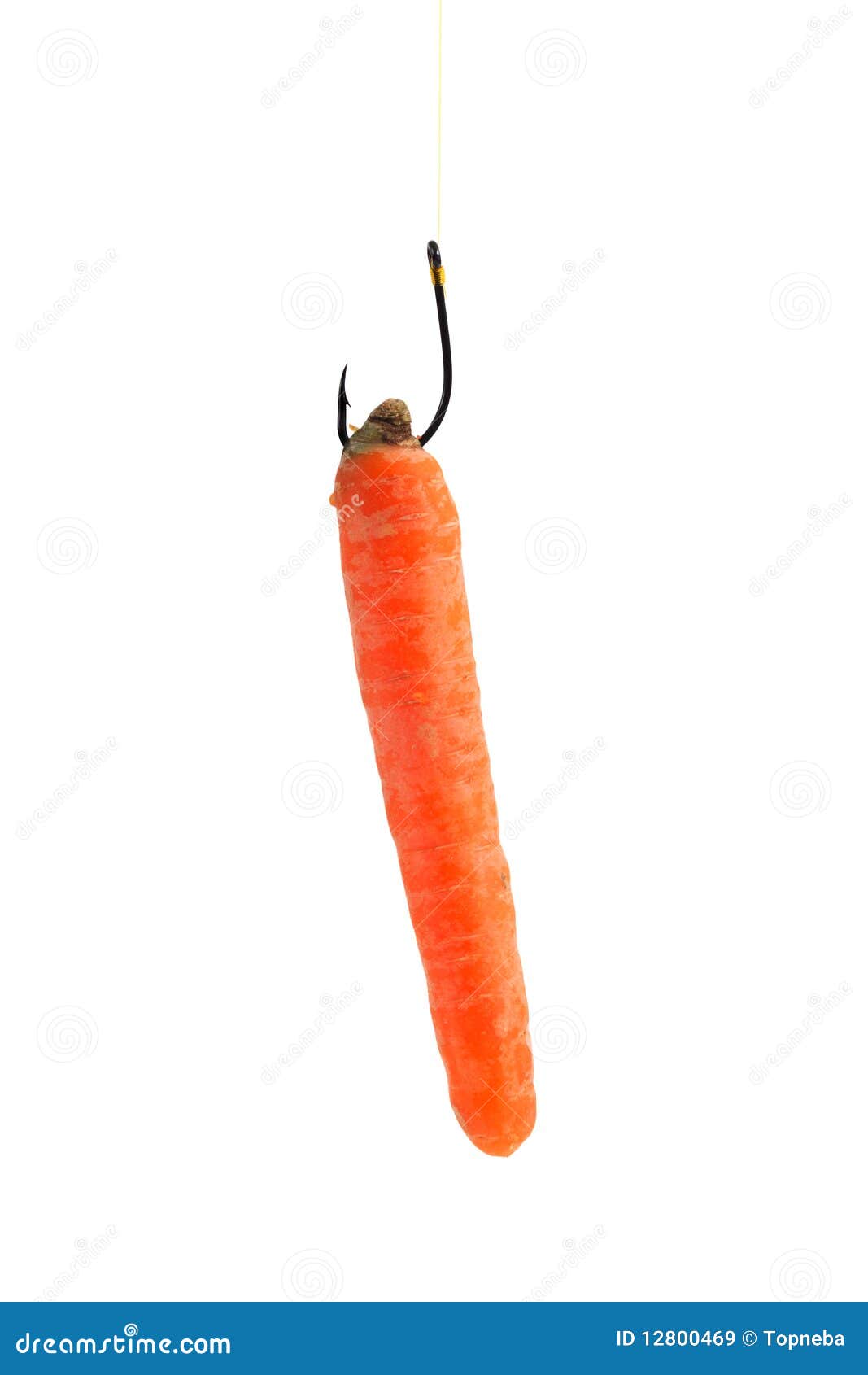Carrot bait stock image. Image of sharp, orange, health - 12800469