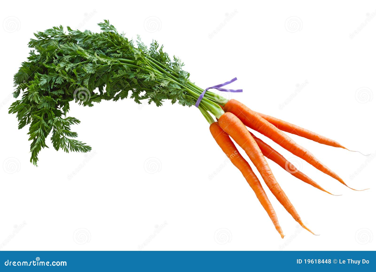Carrot Bunch stock photo. Image of health, bundle, cultivation - 19618448