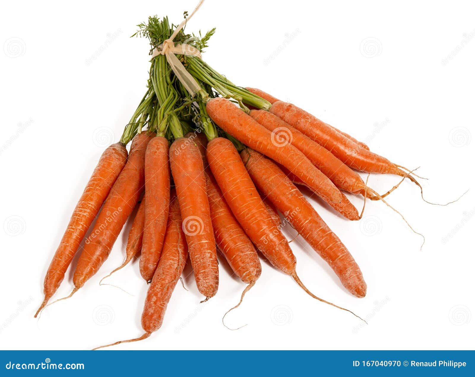 Carrot Bunch Isolated on White Stock Photo - Image of harvest, juicy ...