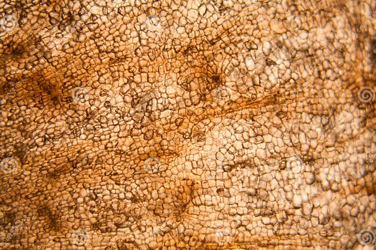 Carrot Cells at the Microscope Stock Photo - Image of microscopic ...