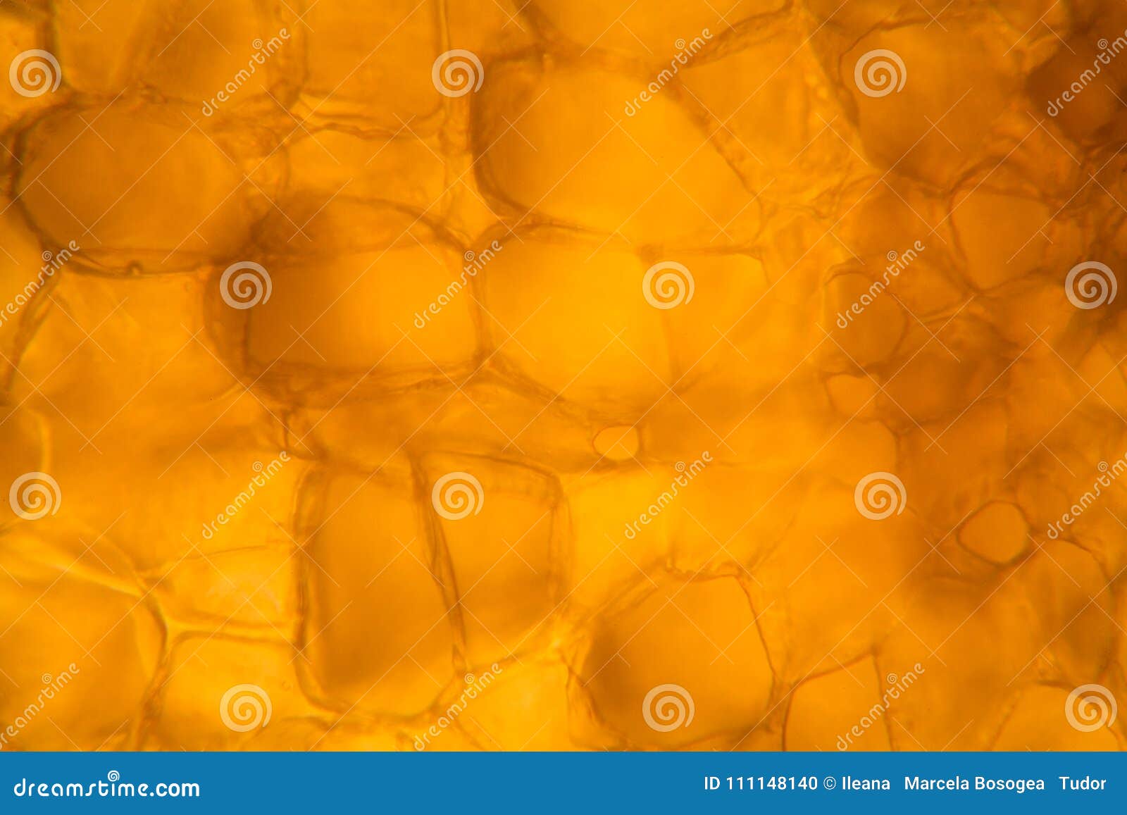 Carrot Cells at the Microscope Stock Photo - Image of agriculture ...