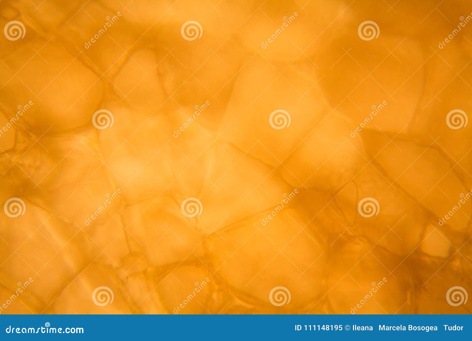 Carrot Cells at the Microscope Stock Image - Image of phloem, plant ...
