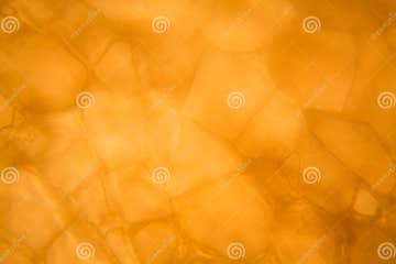 Carrot Cells at the Microscope Stock Image - Image of phloem, plant ...