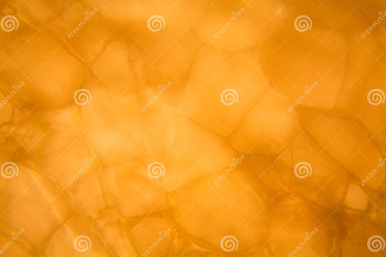 Carrot Cells at the Microscope Stock Image - Image of phloem, plant ...