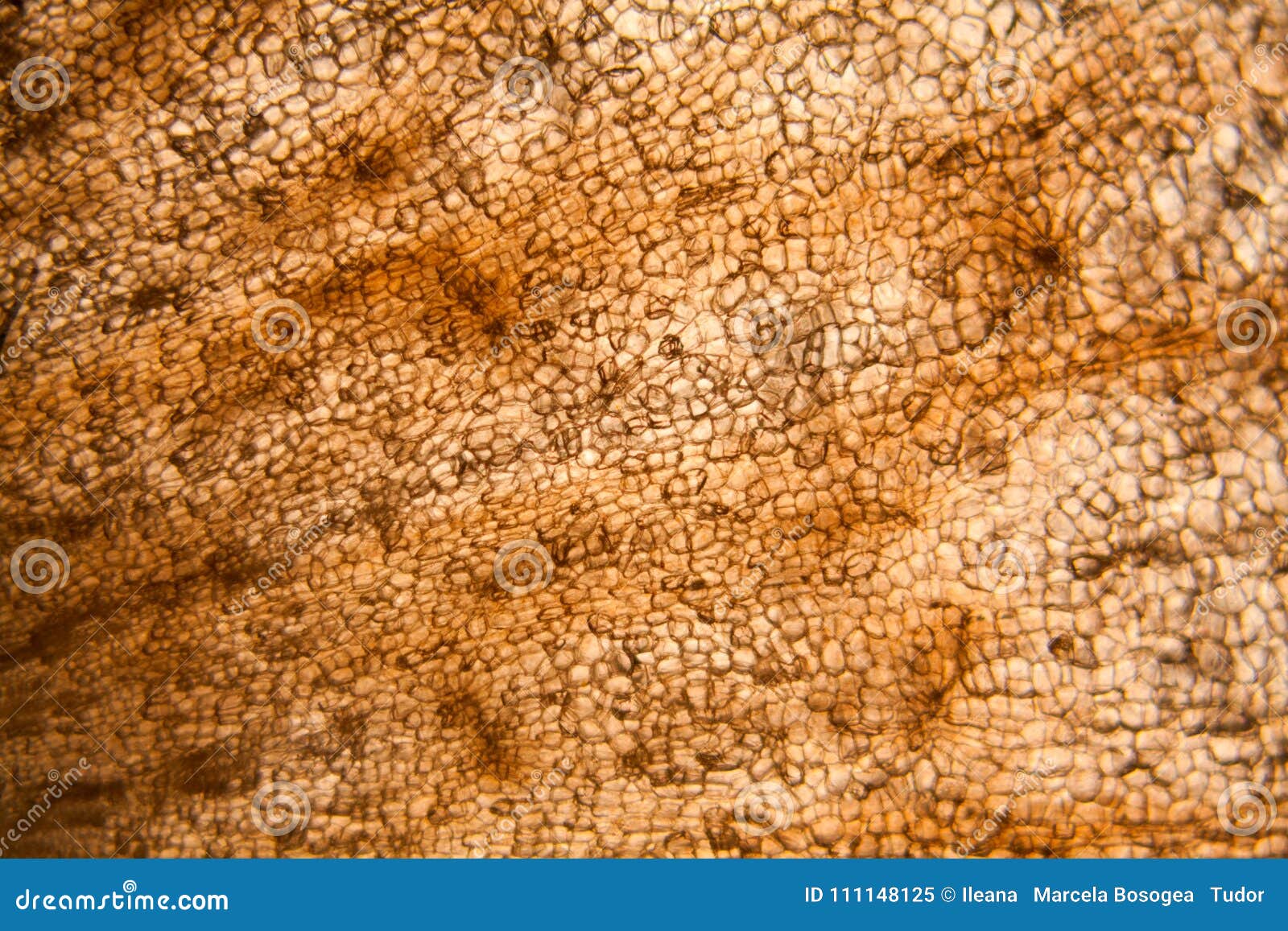 Carrot Cells at the Microscope Stock Image - Image of healthy, abstract ...