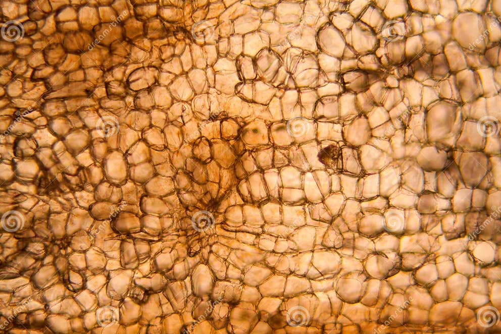 Carrot Cells at the Microscope Stock Image - Image of healthy ...