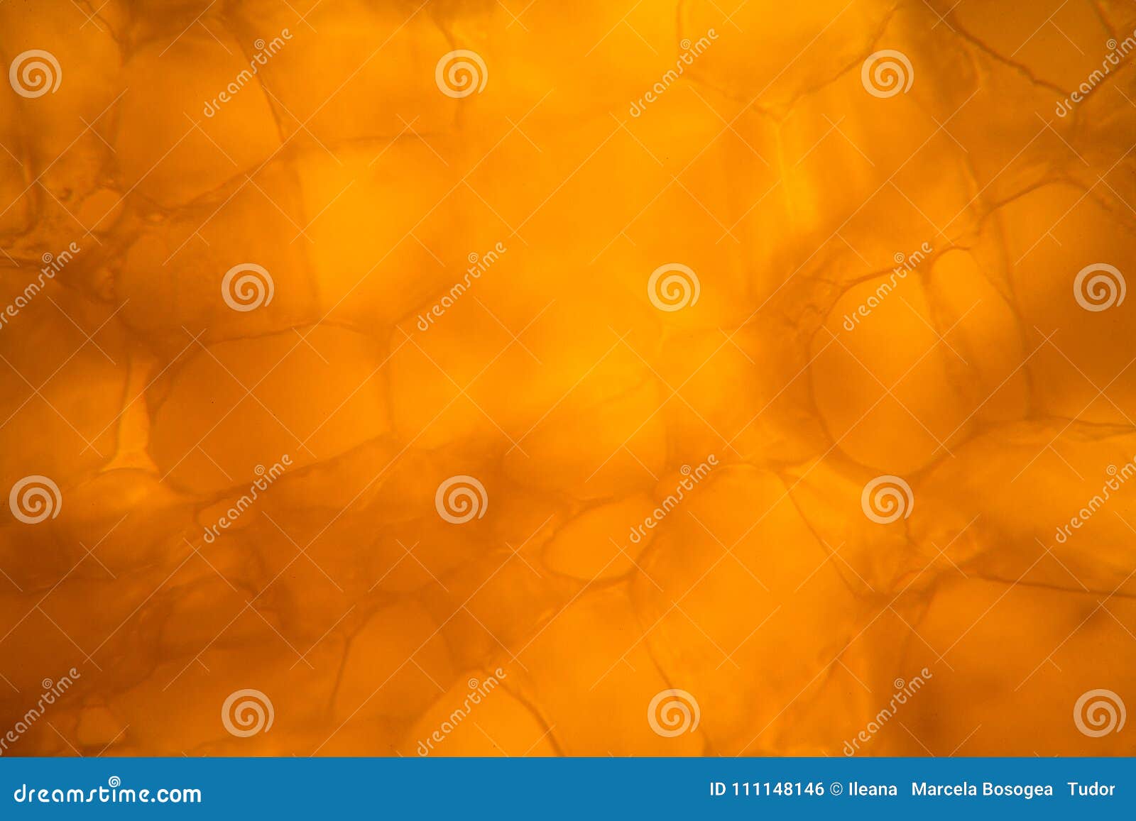 Carrot Cells at the Microscope Stock Photo - Image of beautiful, plant ...