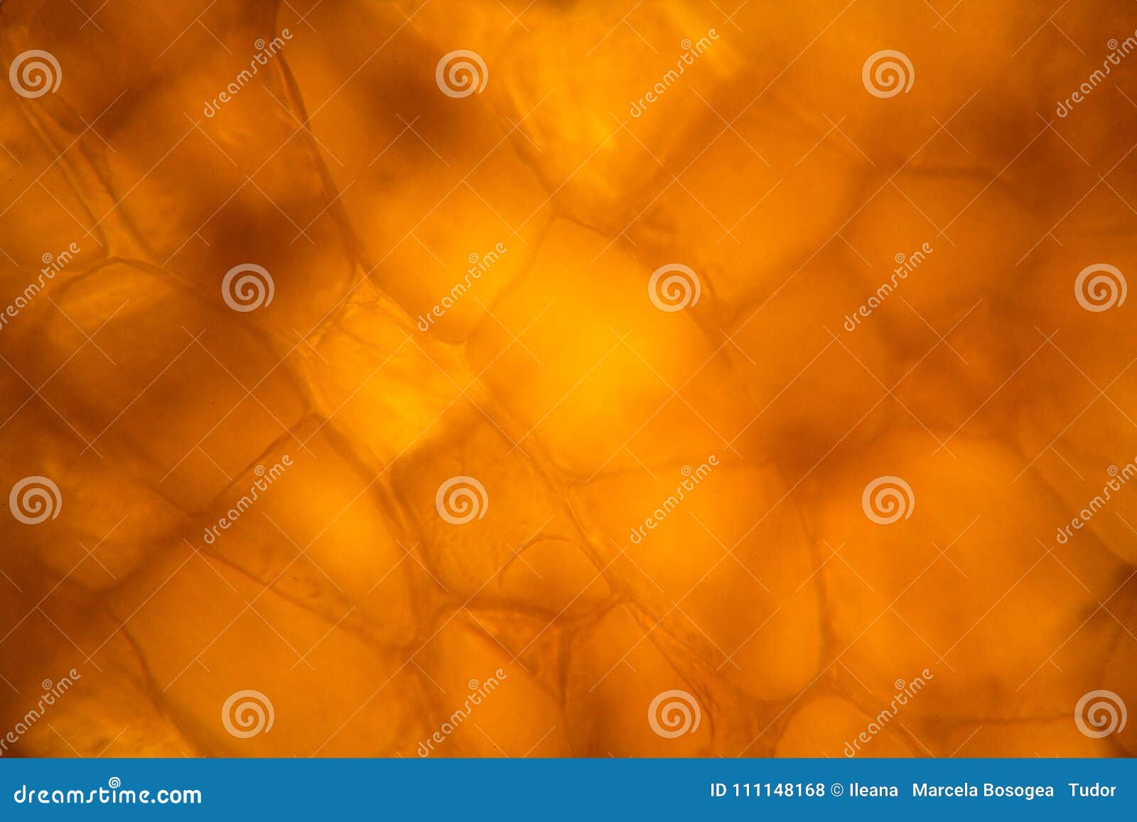 Carrot Cells at the Microscope Stock Photo - Image of plant, pattern ...