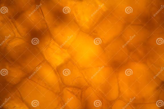 Carrot Cells at the Microscope Stock Photo - Image of plant, pattern ...