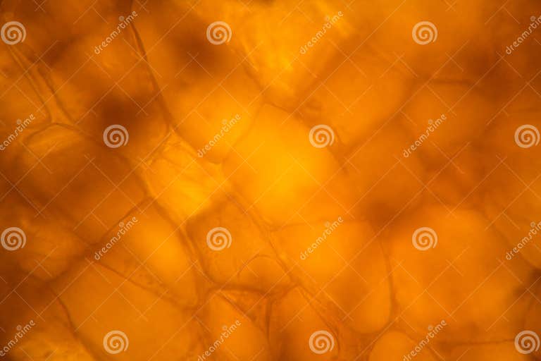 Carrot Cells at the Microscope Stock Photo - Image of plant, pattern ...