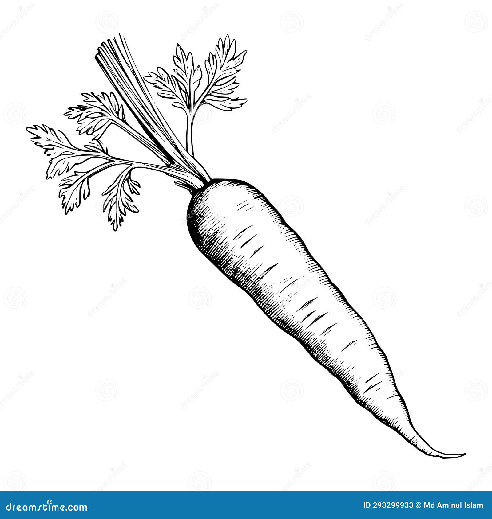 Carrot Coloring Page Drawing for Kids Stock Illustration - Illustration ...