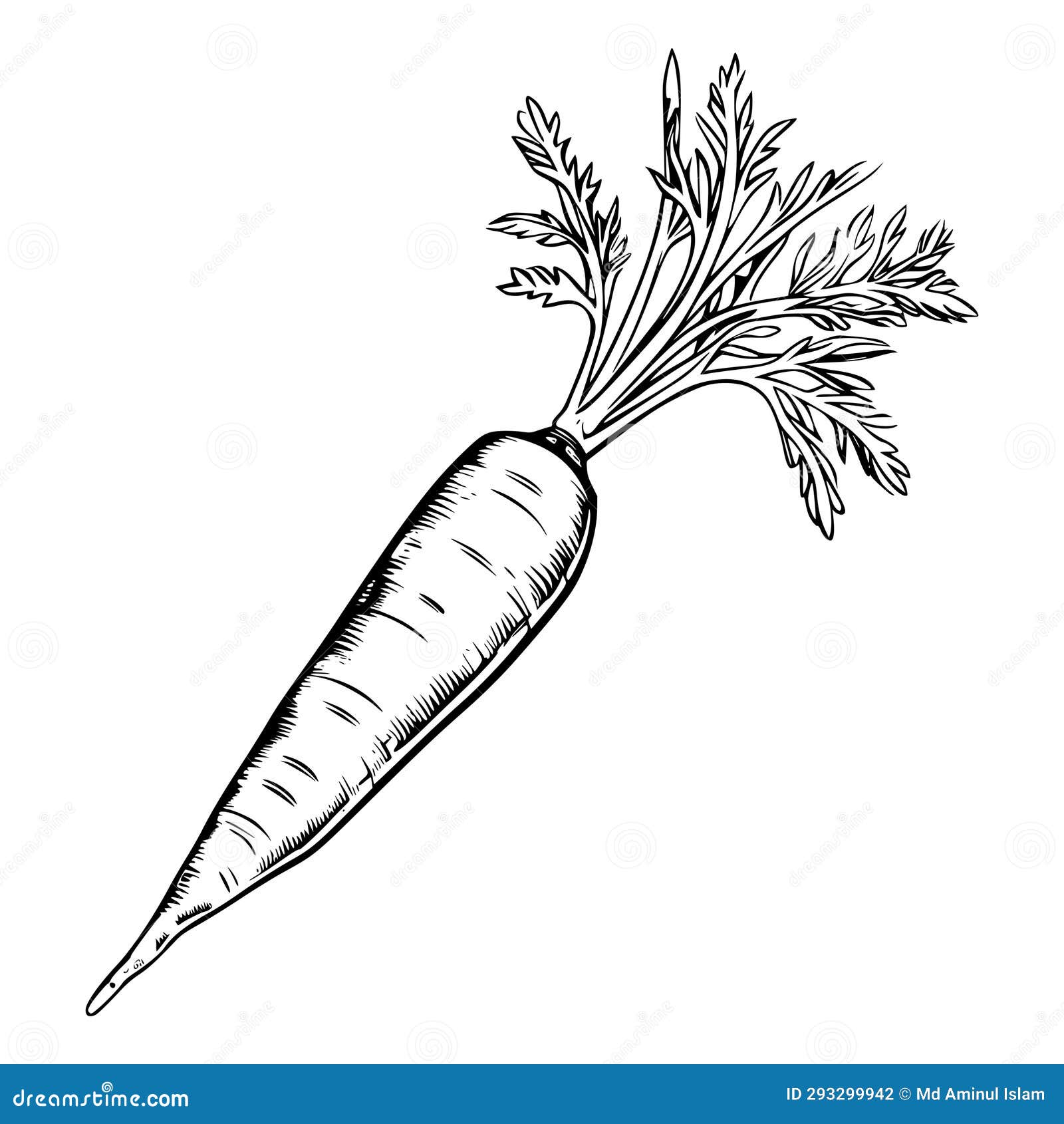 Carrot Coloring Page Drawing for Kids Stock Vector - Illustration of ...