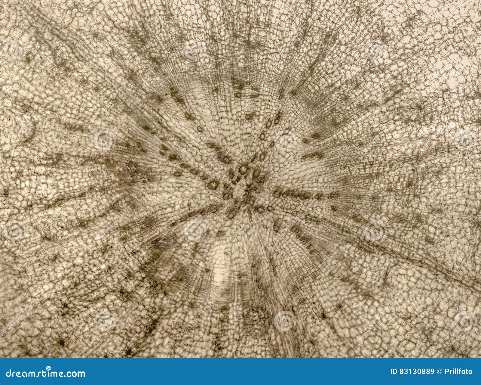 Carrot Cross Section Micrography Stock Image - Image of detail, frame ...
