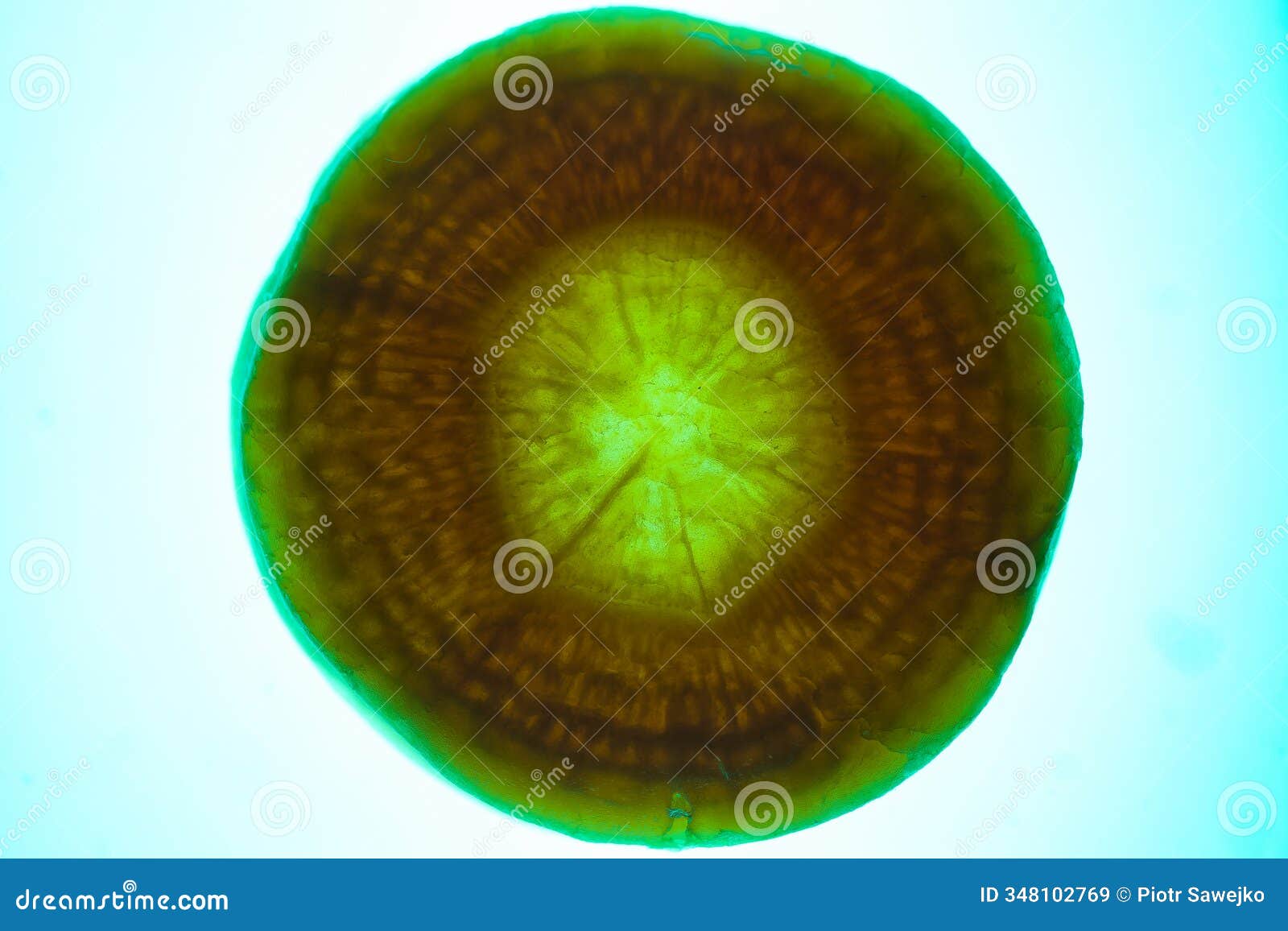 Carrot, Cross Section, Structure, Pattern, Background, Color, Ve Stock ...