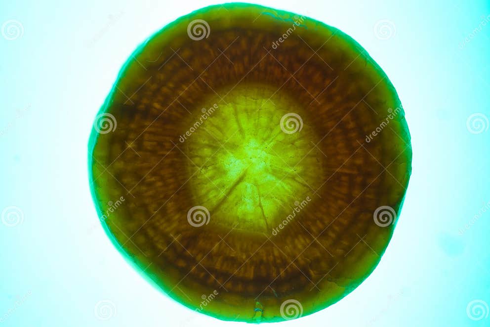 Carrot, Cross Section, Structure, Pattern, Background, Color, Ve Stock ...