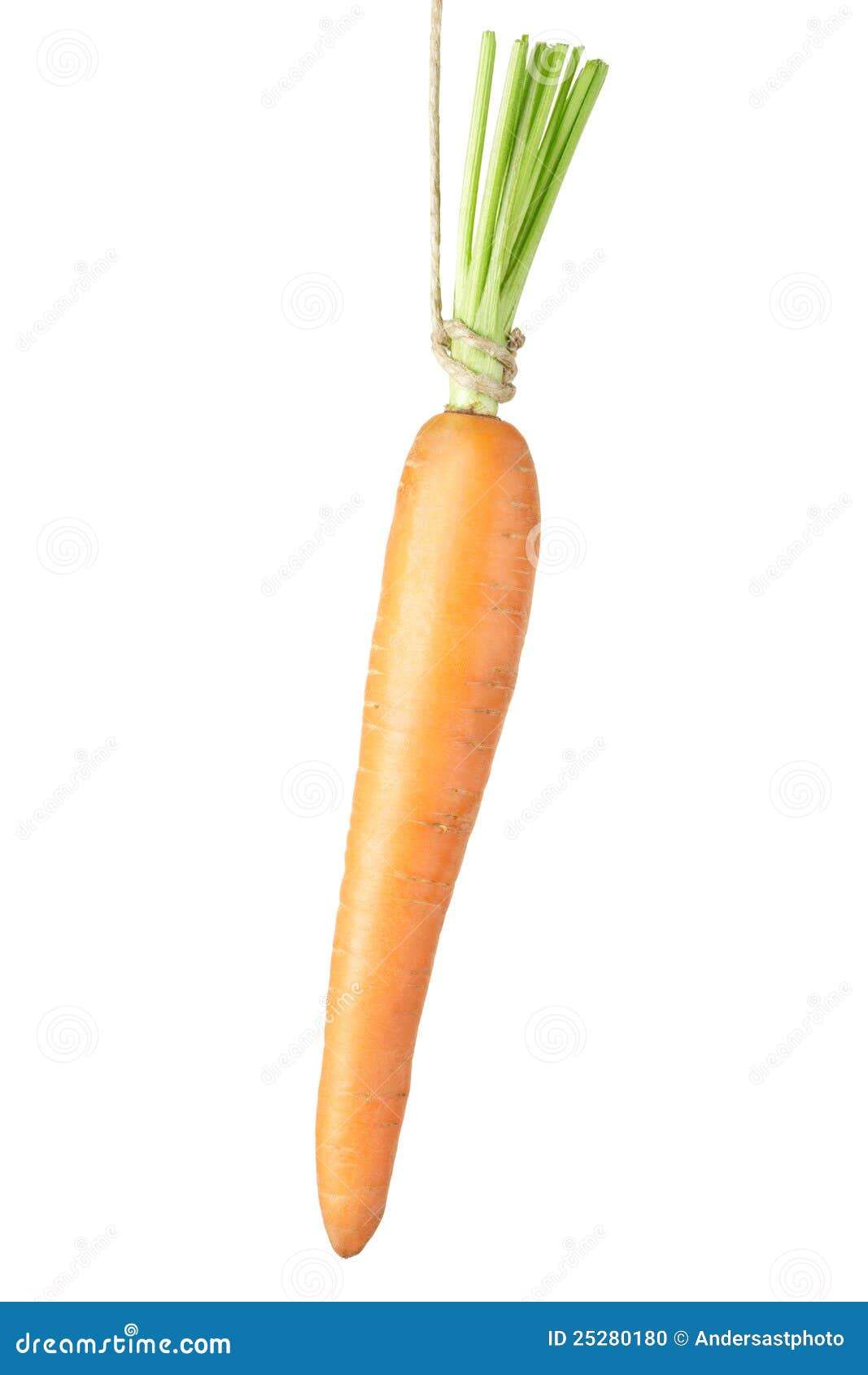 Carrot dangling on white stock photo. Image of fresh - 25280180