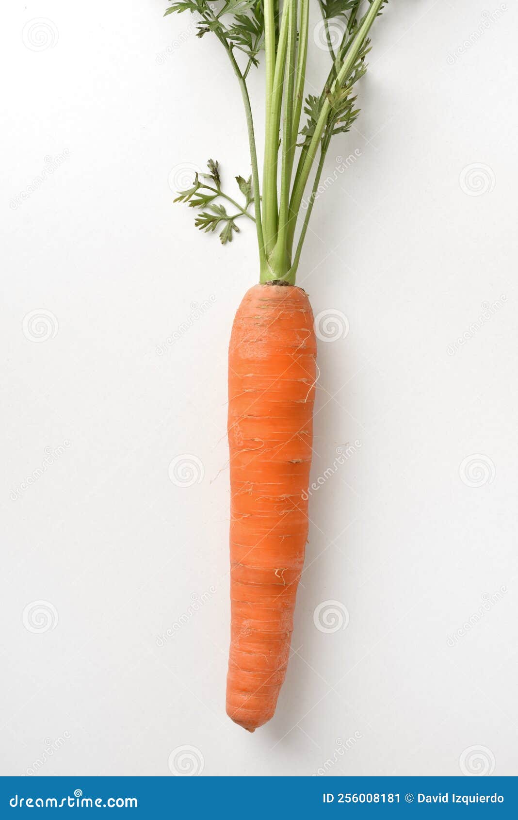 Carrot Detail on White Background Stock Image - Image of cutout, plant ...