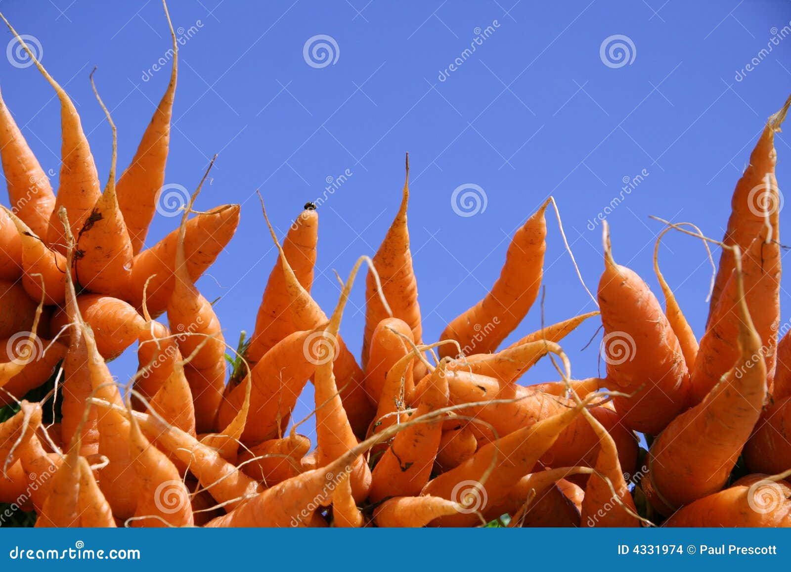 Carrot Display Picture. Image: 4331974