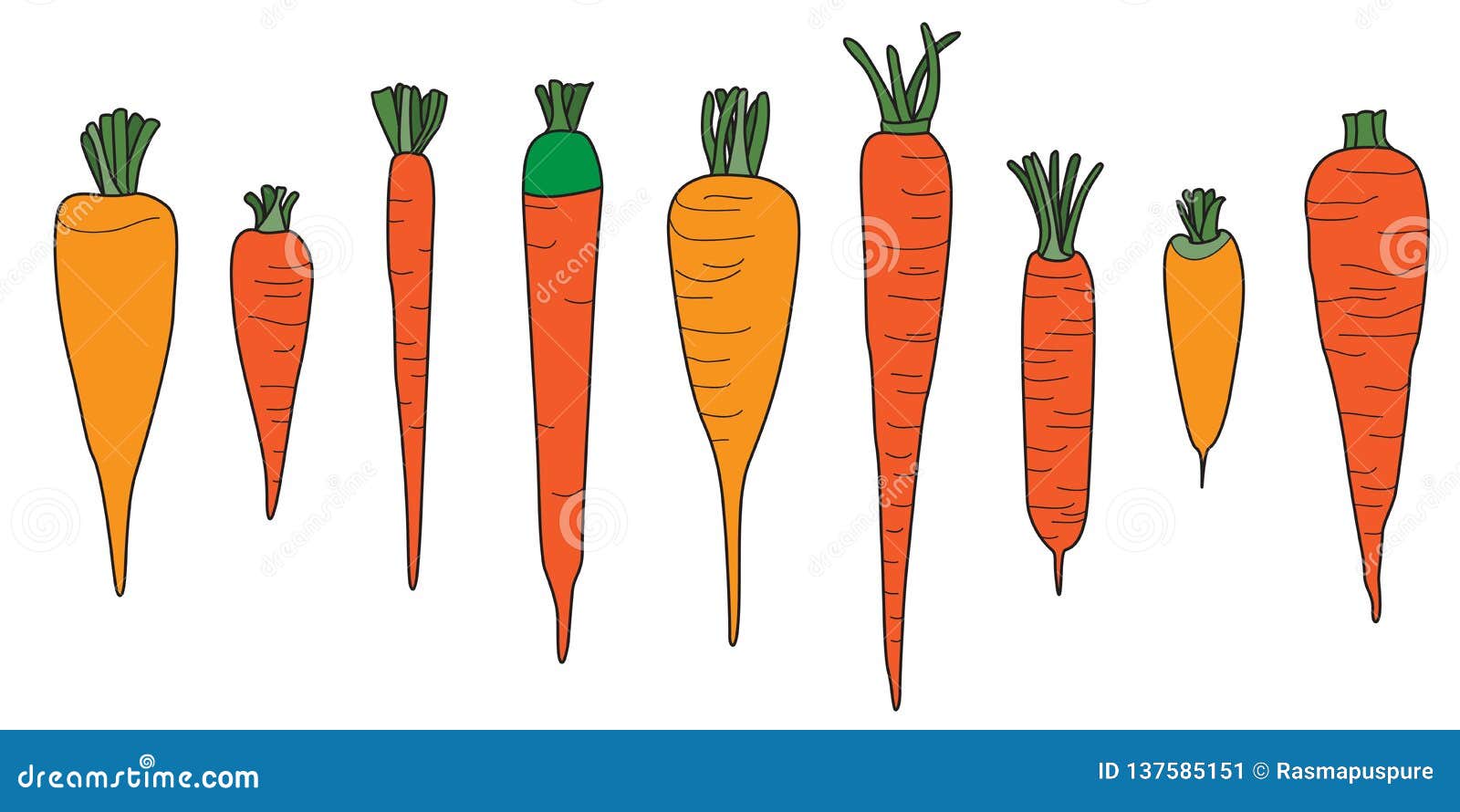 Carrot Drawing. Seamless Border on White Stock Vector - Illustration of ...
