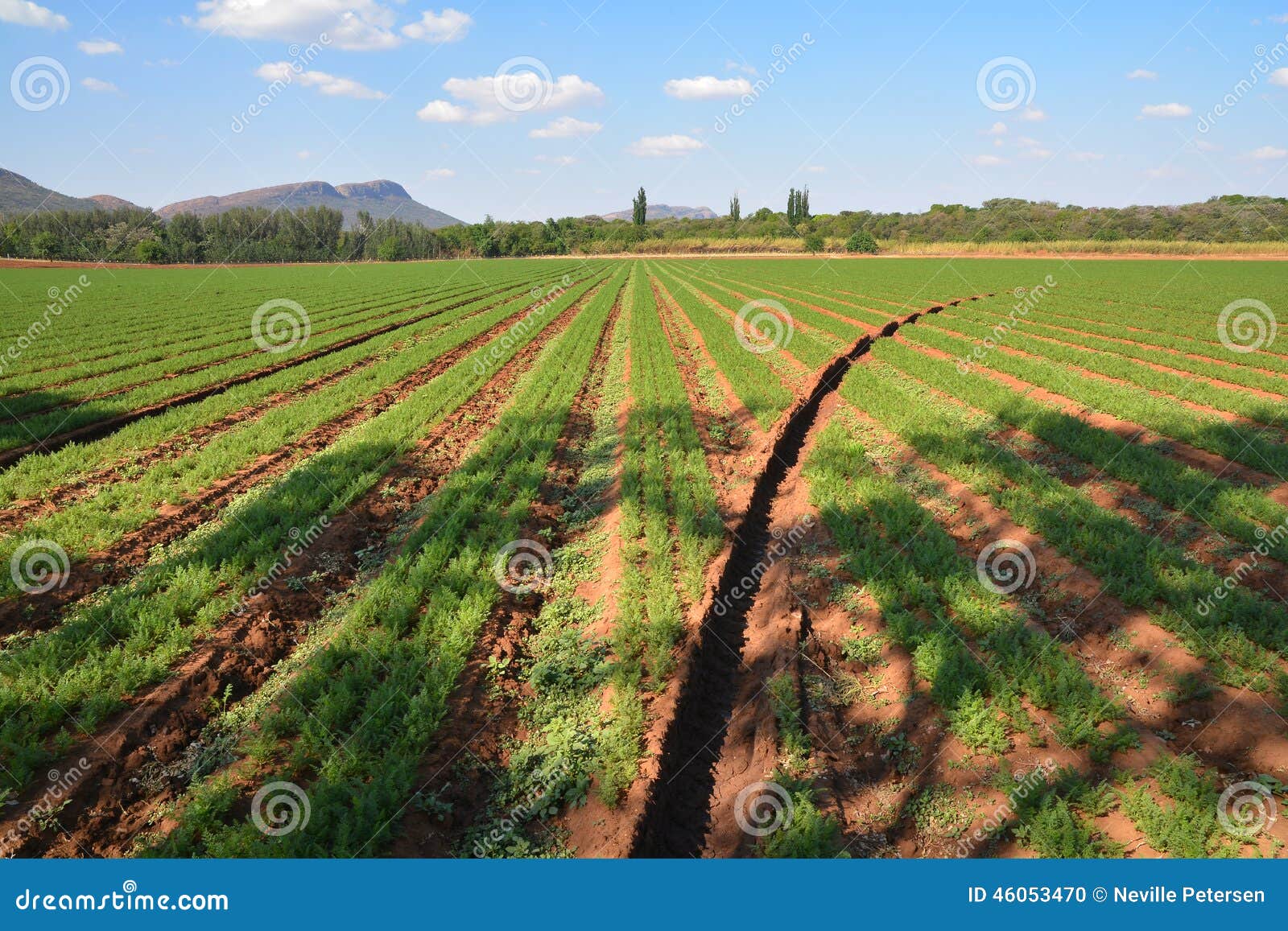 Carrot Farm stock photo. Image of supply, producer, furrow - 46053470