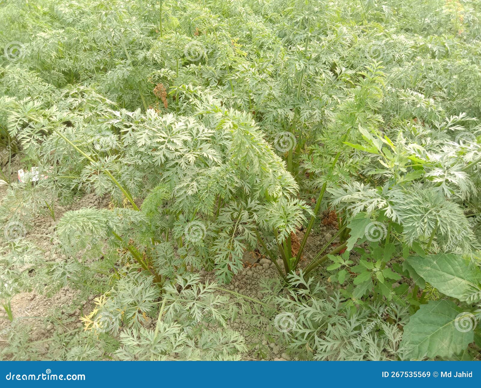 Carrot Farm on Field for Harvest Stock Image - Image of carrot ...