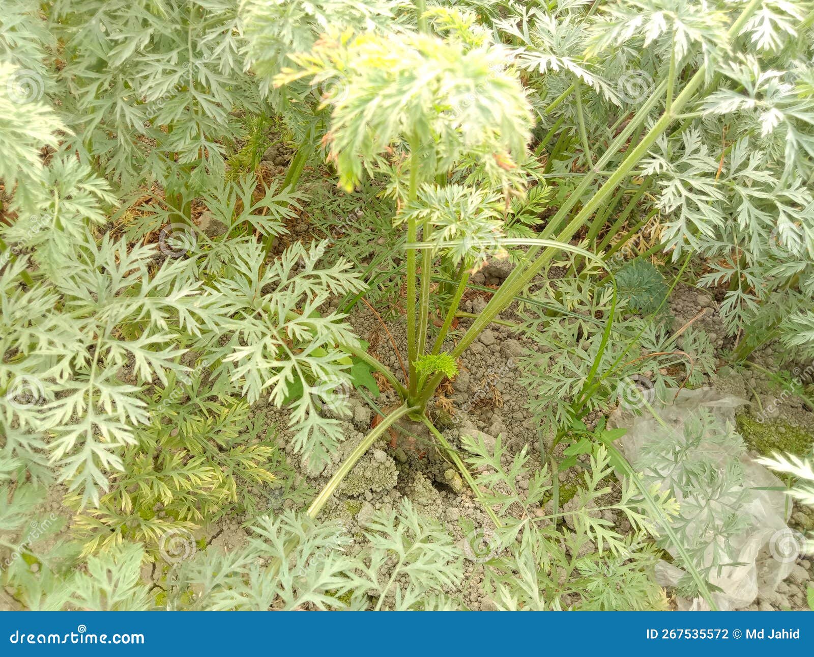 Carrot Farm on Field for Harvest Stock Photo - Image of garden ...