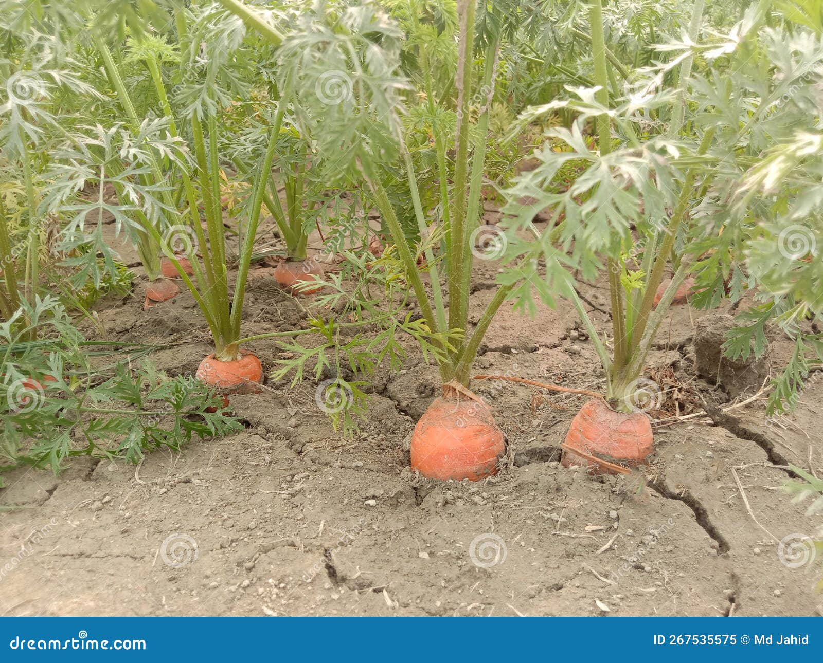 Carrot Farm on Field for Harvest Stock Image - Image of dripped, health ...