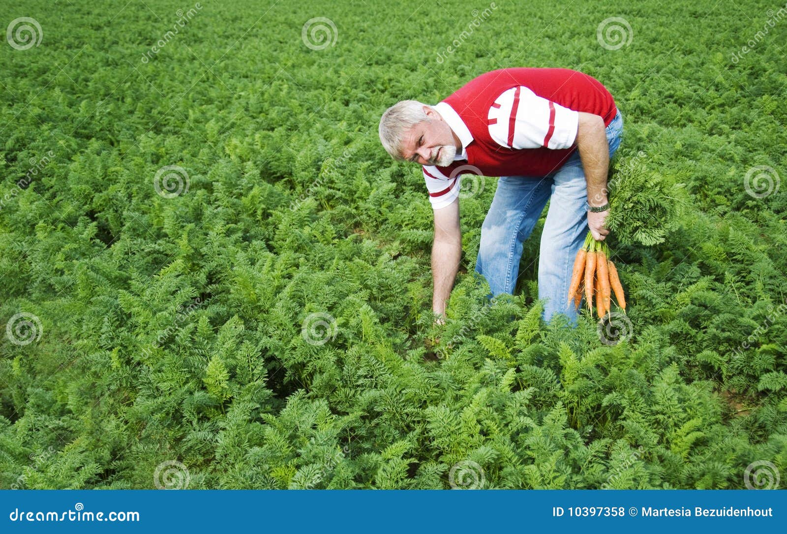 The carrot farmer stock photo. Image of outdoors, farmer - 10397358