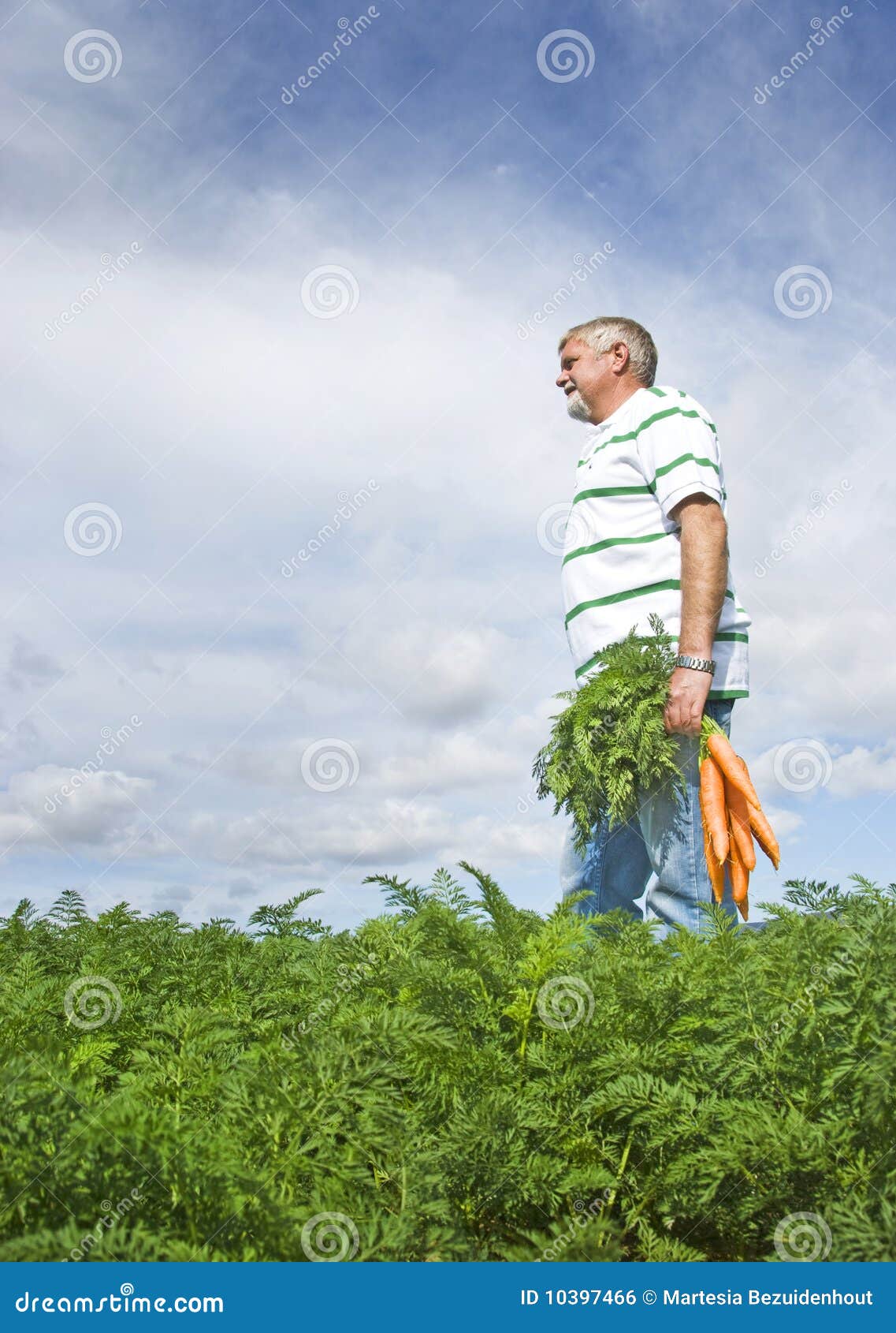The carrot farmer stock photo. Image of countryside, carrot - 10397466