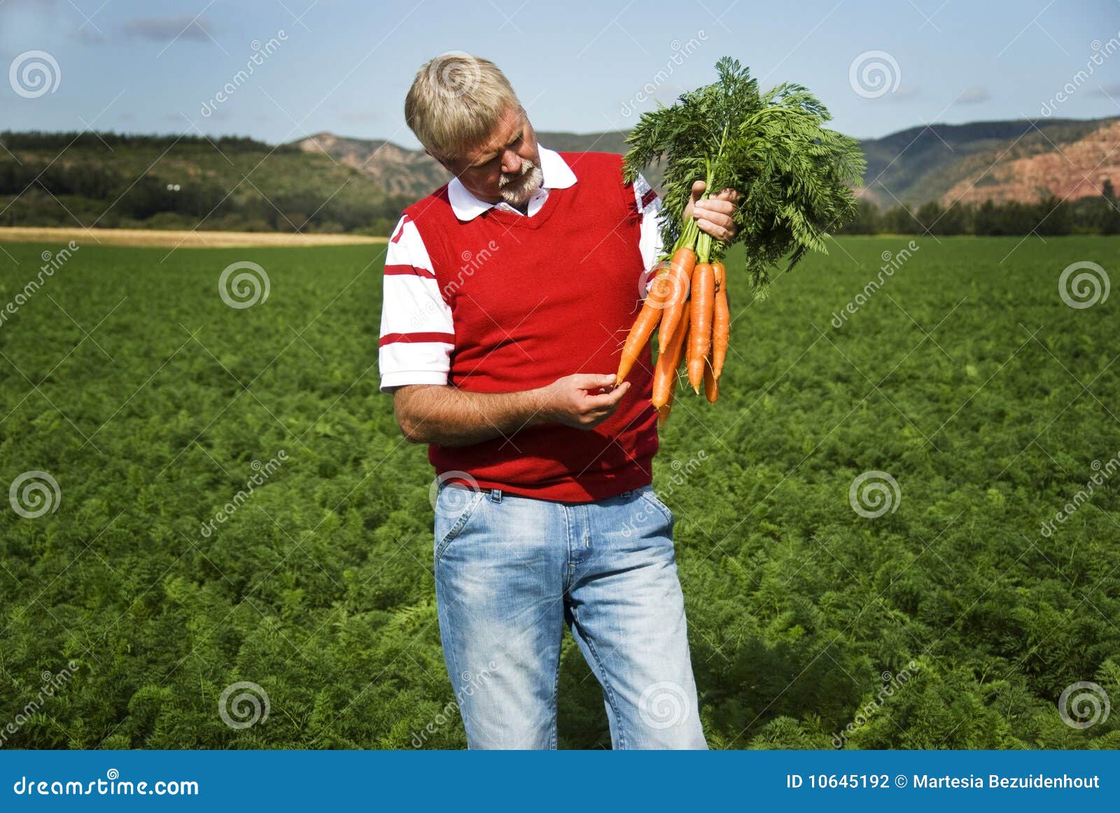 The carrot farmer stock photo. Image of farmland, rural - 10645192