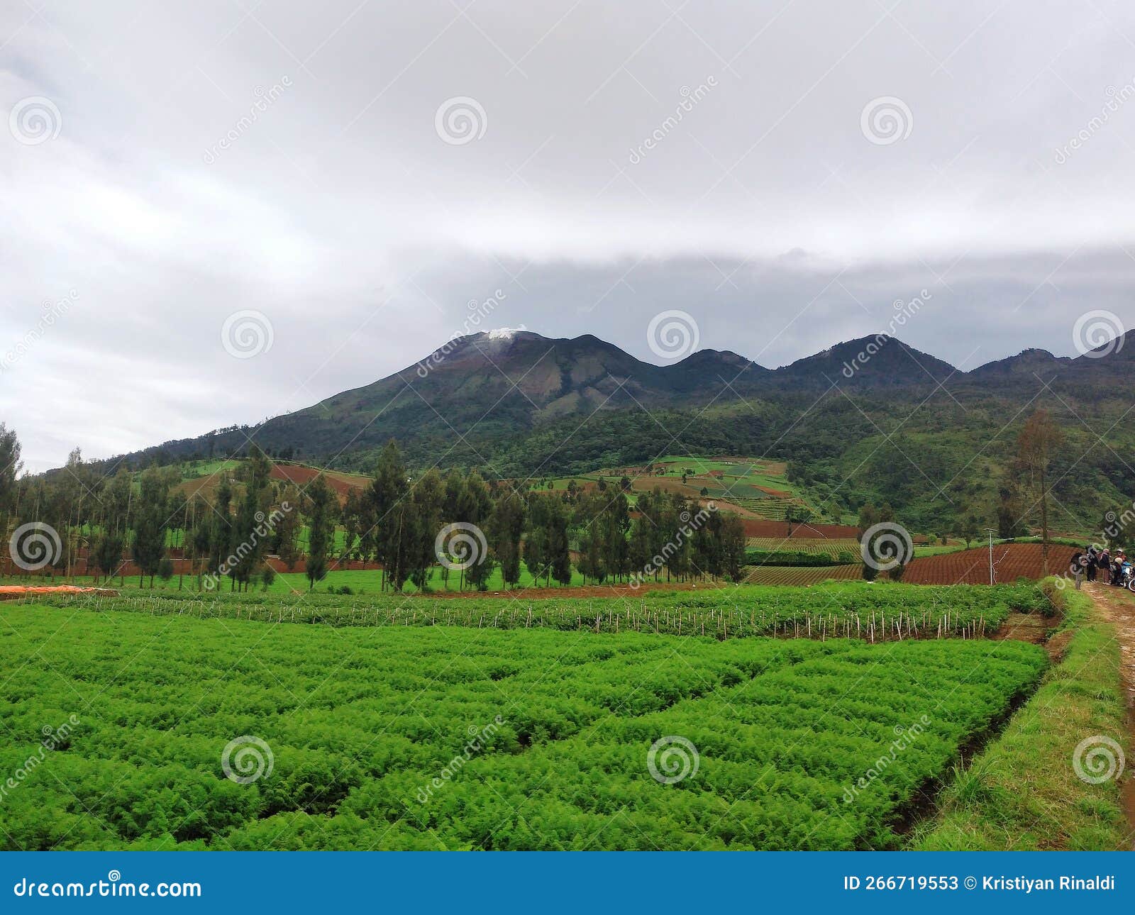 Carrot Farming in Java Background Arjuno Mountain Stock Image - Image ...