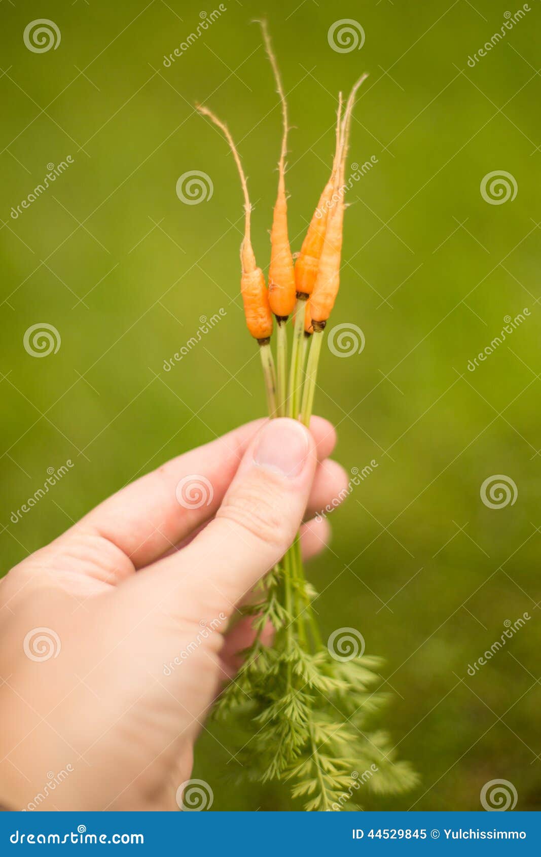 Carrot stock image. Image of harvest, mini, orange, carrots - 44529845