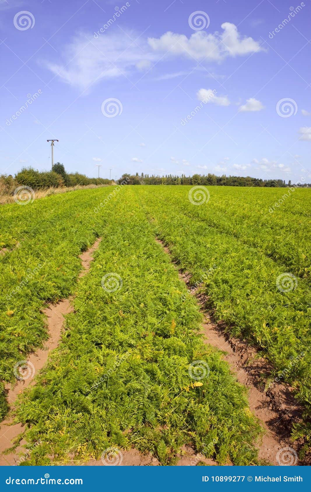 Carrot field stock image. Image of colorful, colors, rural - 10899277